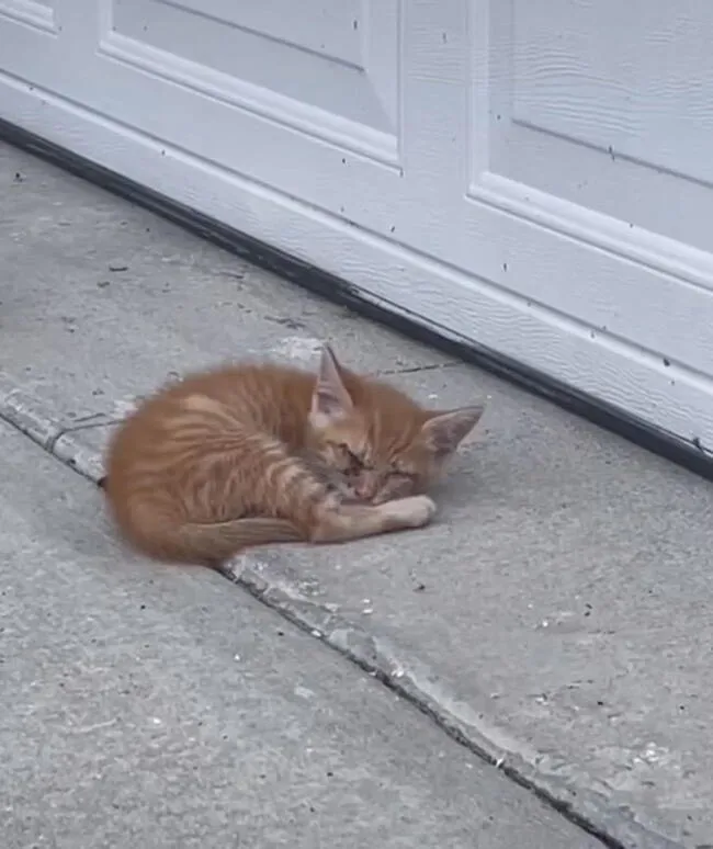 Influencers adoptaron a un gato con problemas en la vista que apareció ...