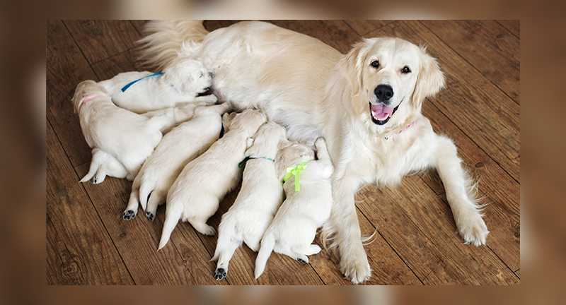 La importancia del calostro en los cachorros