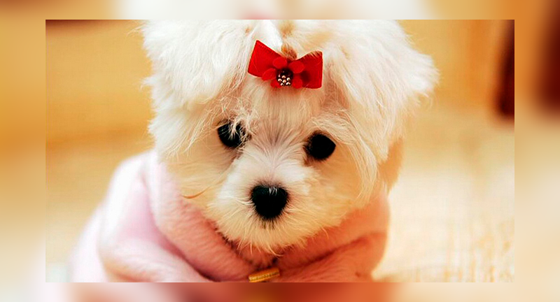 Nombres adorables de perritas inspirados en personajes y famosas