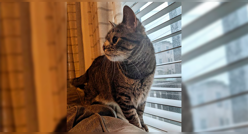 Maya, la gatita con ‘síndrome de Down’ que tiene su propio libro