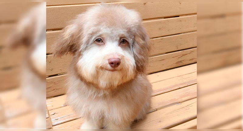 Nori, el perro con cara de 'humano' que conmueve a miles de personas ...