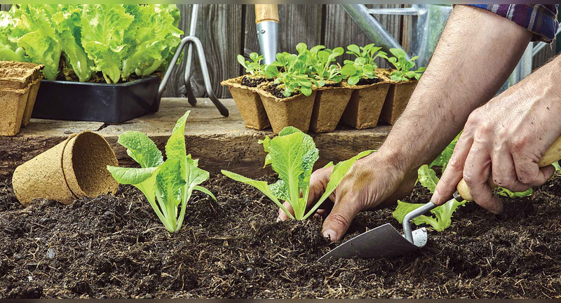 ¡Ya no más mercado! Aprende a crear tu propio biohuerto en casa